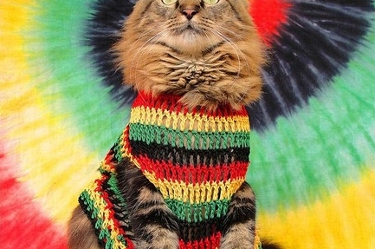 Your First Time Getting High, As Told By Cats