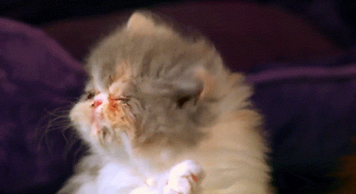 The 15 Greatest Slow Motion Cat Gifs