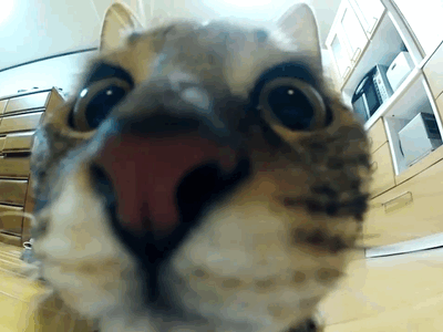 The 15 Greatest Slow Motion Cat Gifs