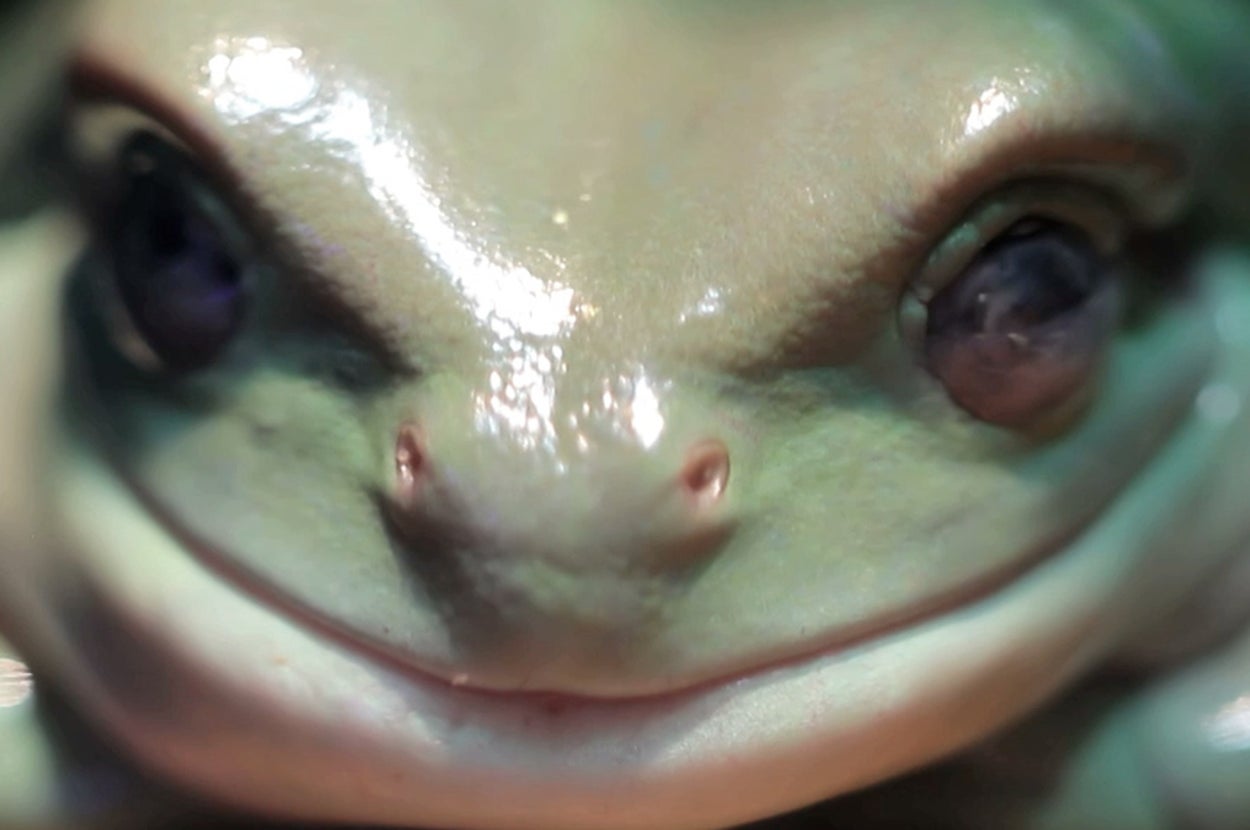 trypophobia frog babies