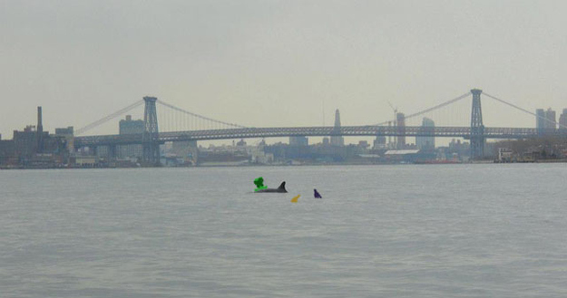 There's Not One But TWO Dolphins In The East River