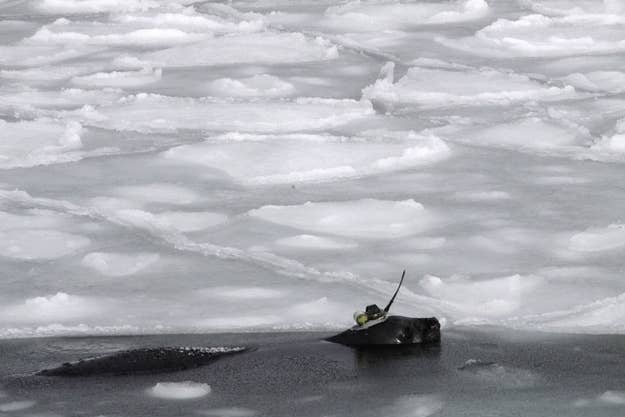 Sea Animals Are Doing Climate Change Research