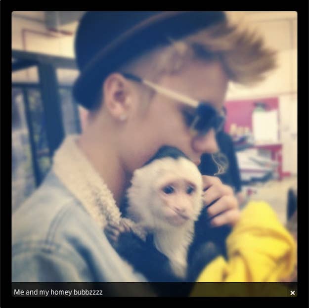 Capuchin Monkey Justin Bieber