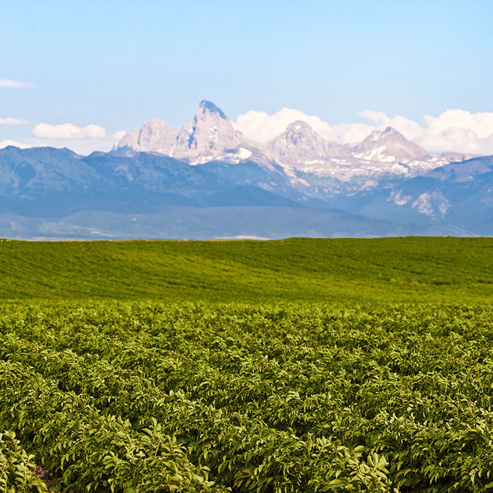 Patriotism In All 50 States