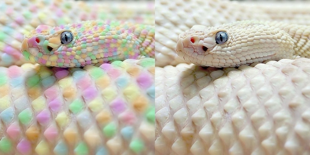15 Viral Pinterest Photos That Are Actually Fake
