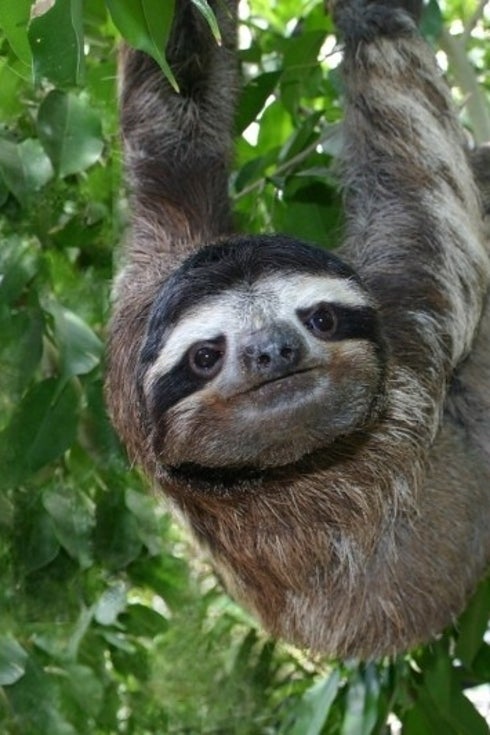 Funny Sloth Pictures Tumblr