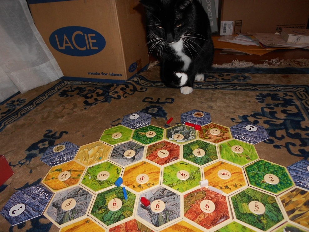 How Summer Boredom Will Lead To The Cat Uprising