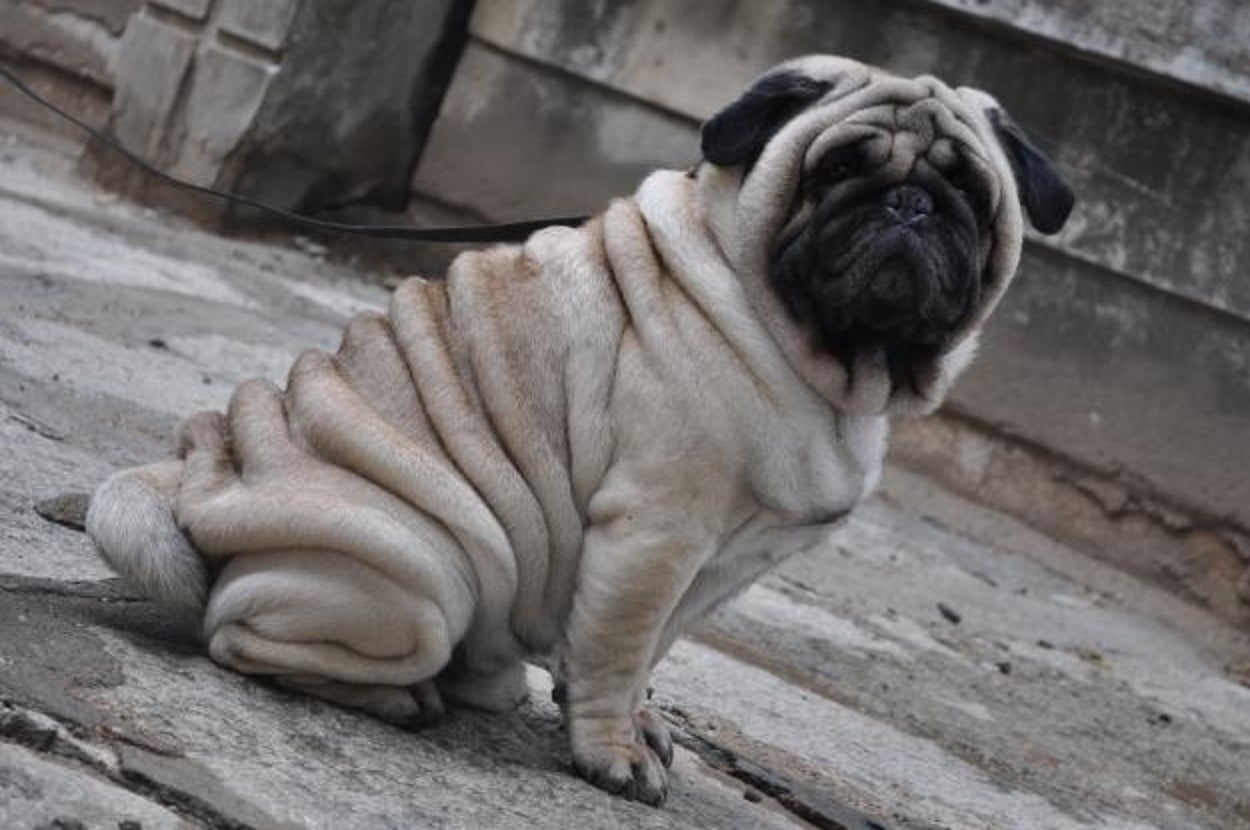 The Most Scrumptiously Wrinkly Dogs On The Internet