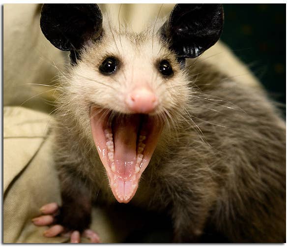 do possums laugh