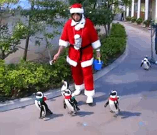 10 Animals That Wish They Were Santa Claus