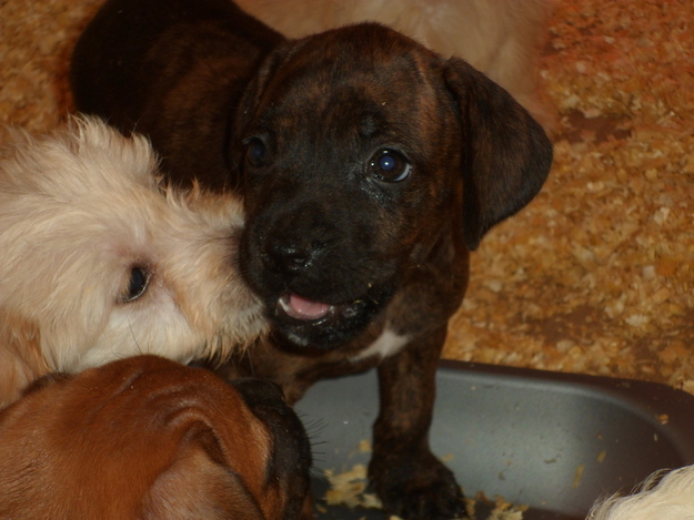 21 Irresistible Boxer Puppies To Celebrate Boxing Day