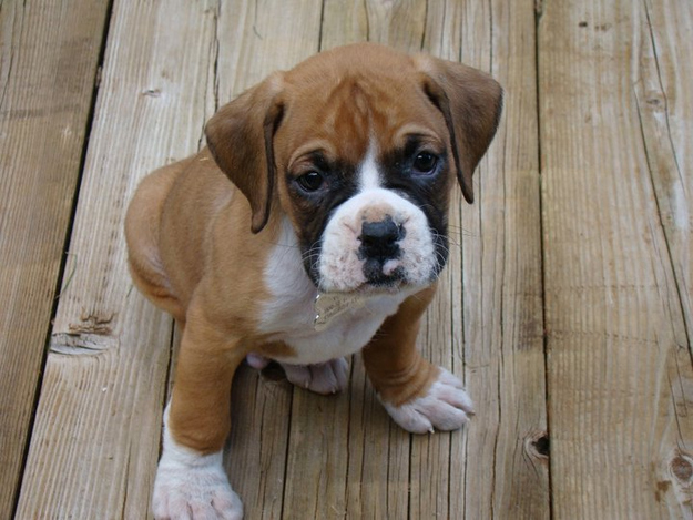 21 Irresistible Boxer Puppies To Celebrate Boxing Day