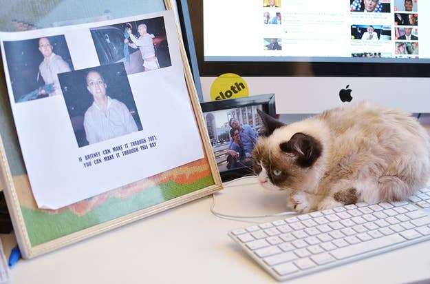 grumpy cat back to work