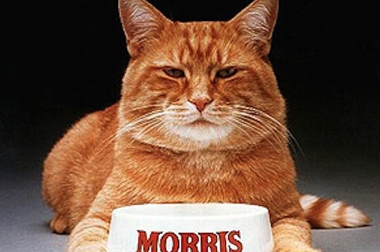 Morris The Cat Was The Original Grumpy Cat