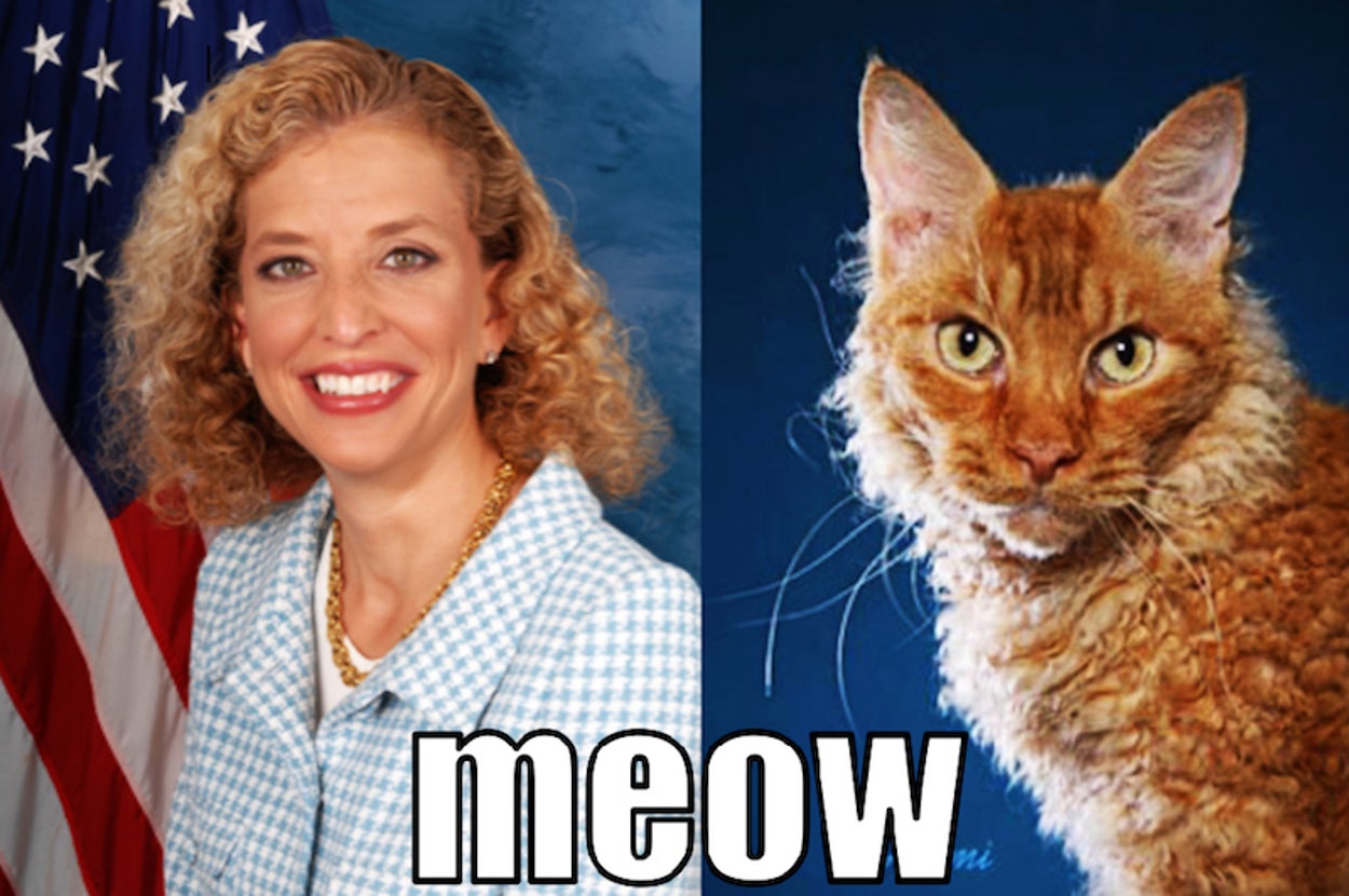 23 Kitties Of Congress