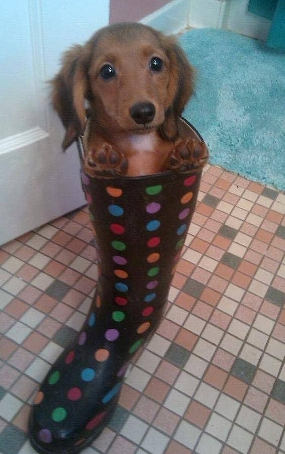 13 Animals Overly Excited About April Showers