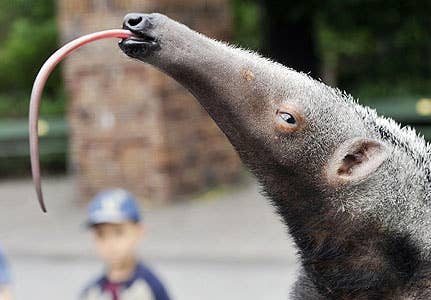 anteater teeth