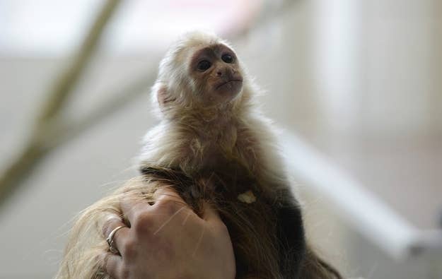 Capuchin Monkey Justin Bieber