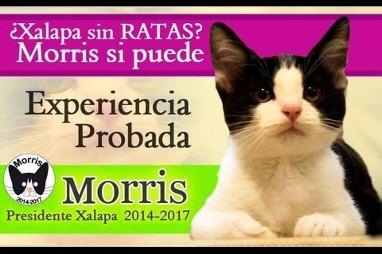 There’s A Cat Named Morris Running For Mayor In Mexico