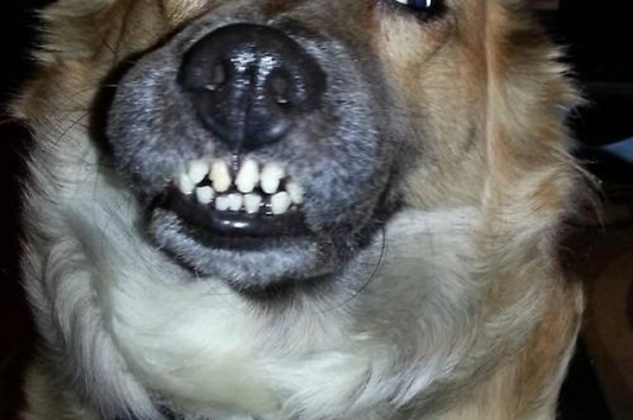 23 Dogs Who Are Too Adorably Stupid For Their Own Good