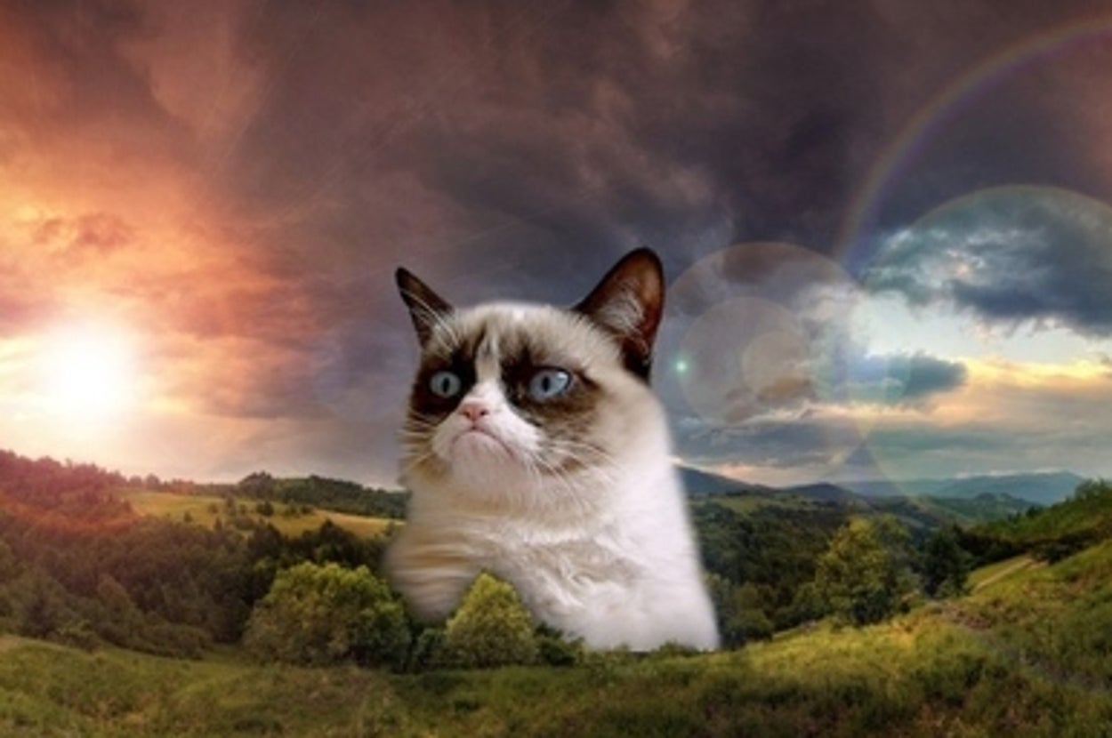 14 Famous Internet Cats Who Should Never Retire