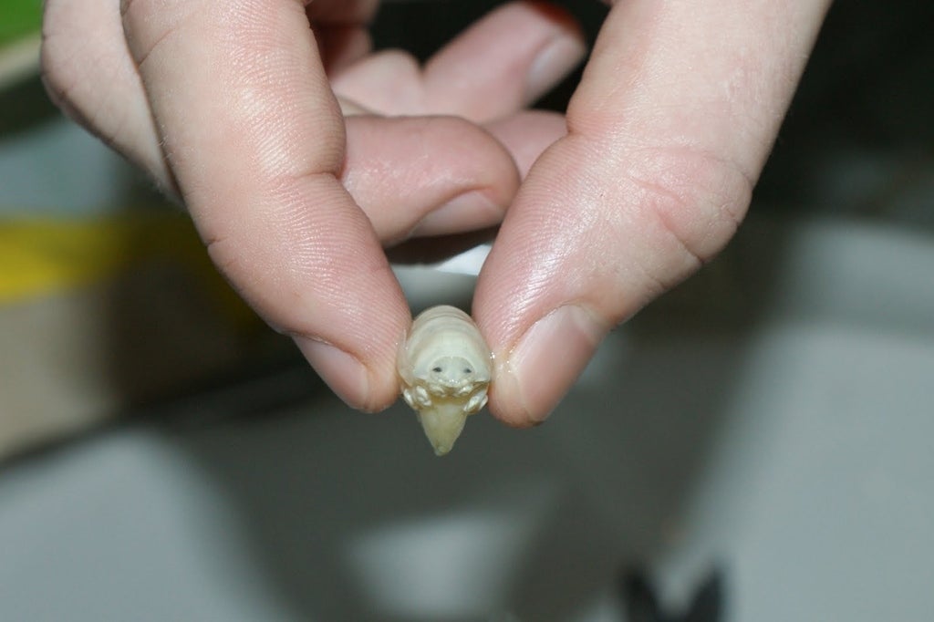 There Is A Parasite That Eats Tongues And Replaces Them With Terrifying ...