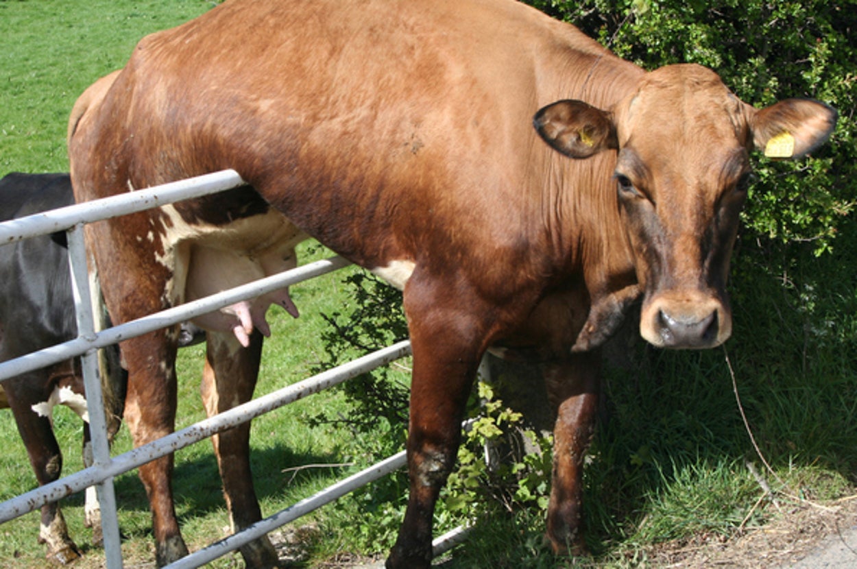 19 Cows Who Don’t Quite Have This Cow Thing Down
