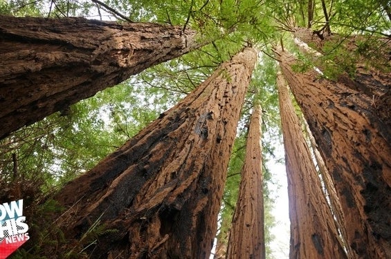 Scientists Plan To Clone Ancient Redwoods To Fight Climate Change