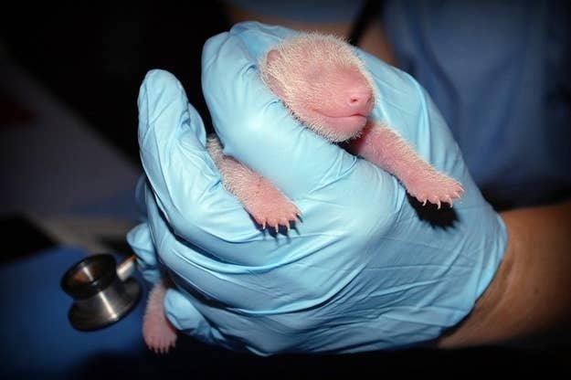 Really Cute And Very Tiny Baby Panda Is Healthy