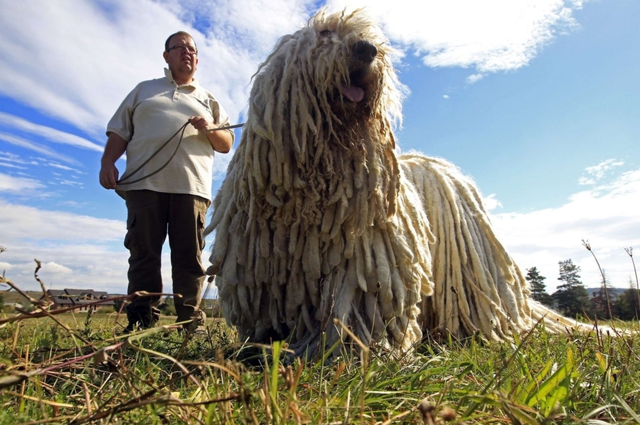 There Are Dogs In Hungary That Look Like Giant Mops