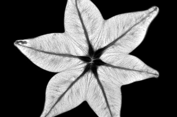 8 Mesmerizing MRI Scans Of Fruits And Vegetables