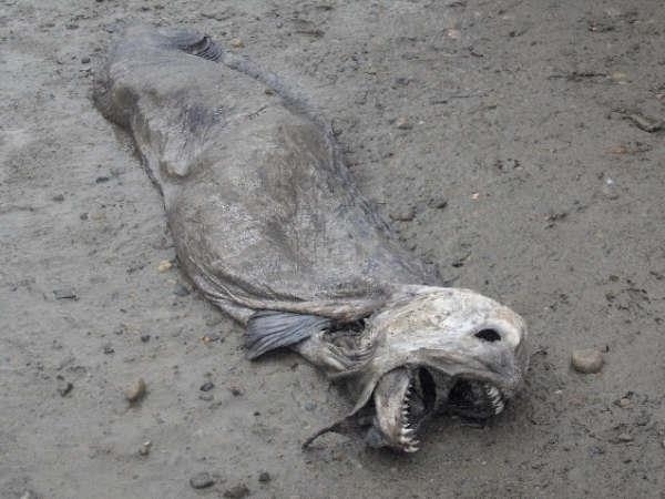 12 Of The Creepiest Creatures To Ever Wash Up On Shore