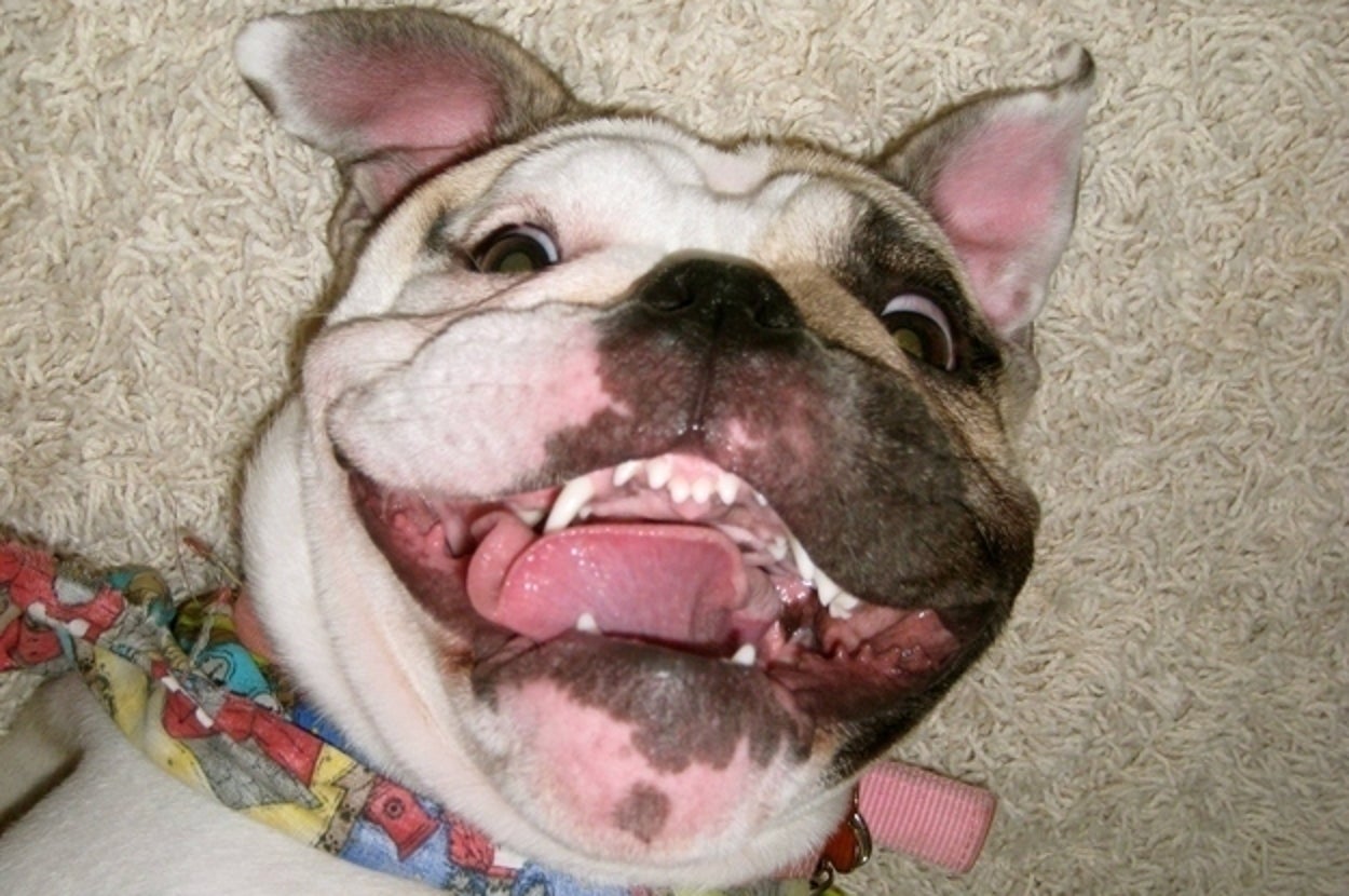 The 60 Happiest Dogs On The Internet