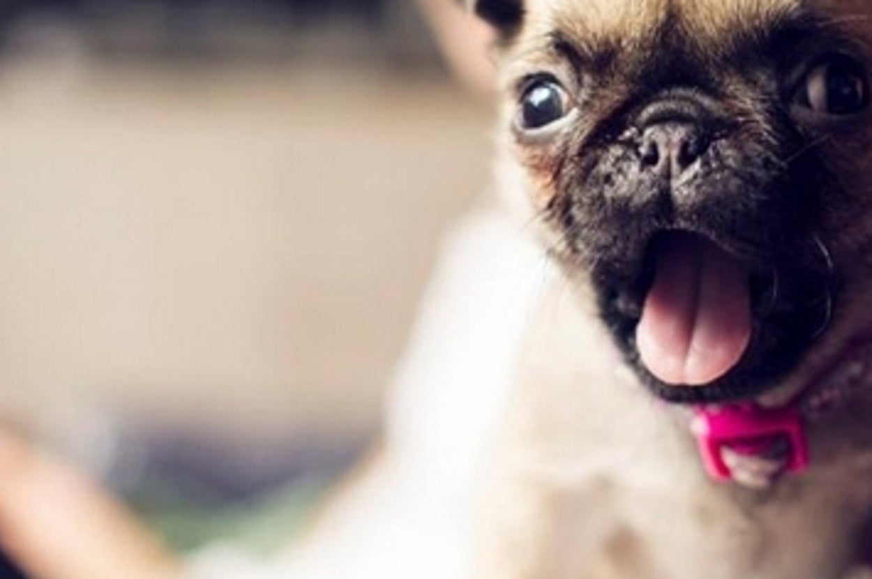 22 Things Poncho The Pug Is Better At Than You