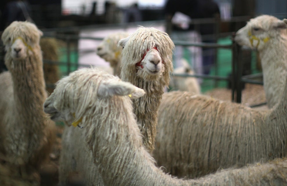 Here's To The Amazing Animals Who Give Us Yarn