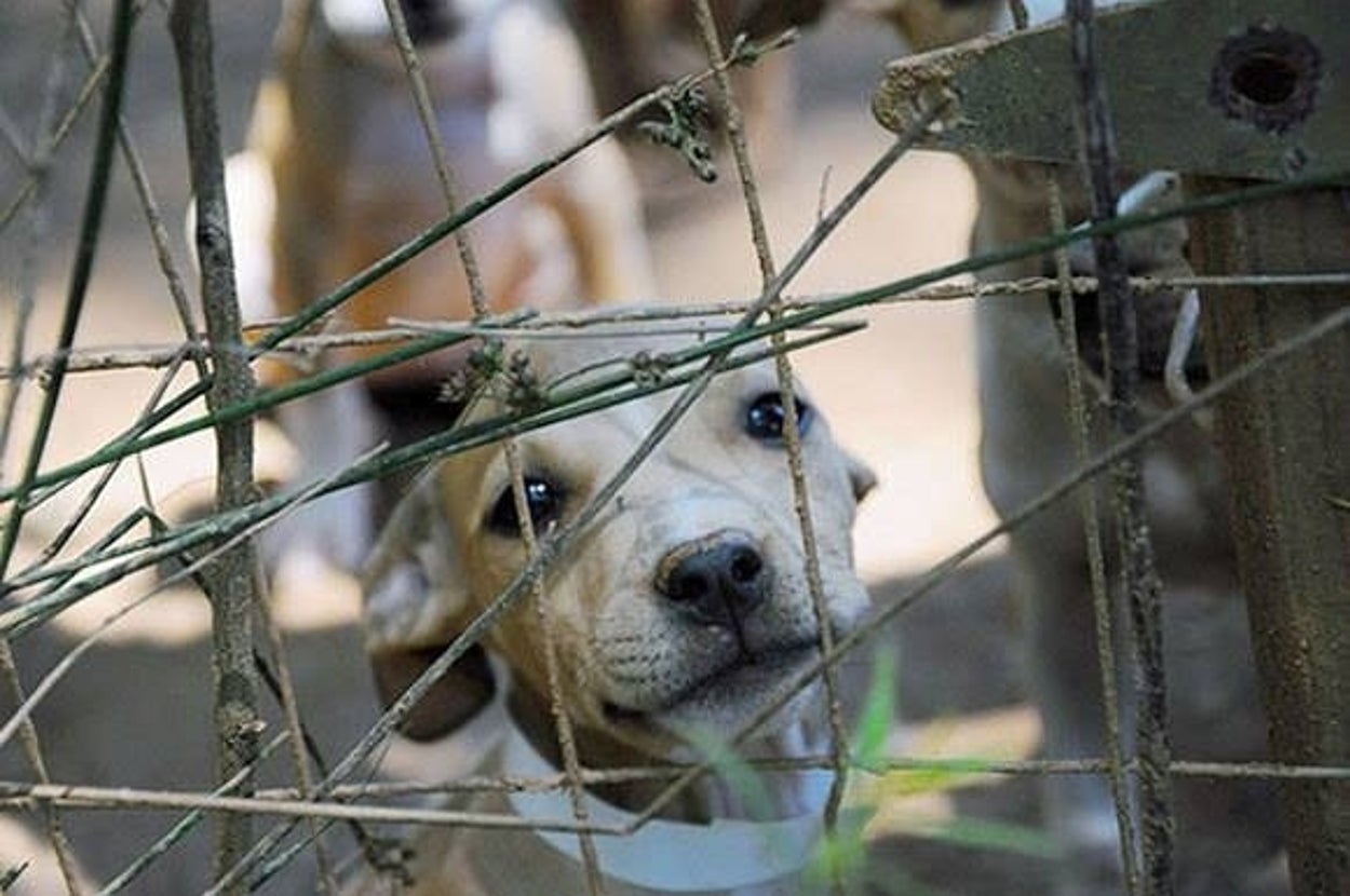 367 Dogs Were Rescued In The Second Largest Dogfighting Raid In U.S ...