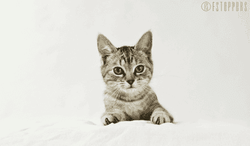 14 Mesmerizing GIFs Of Retouched Cat Photos