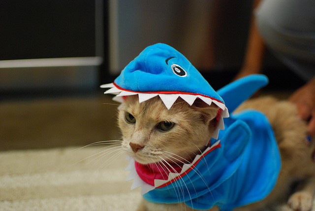 24 Cats Who Are Celebrating Shark Week