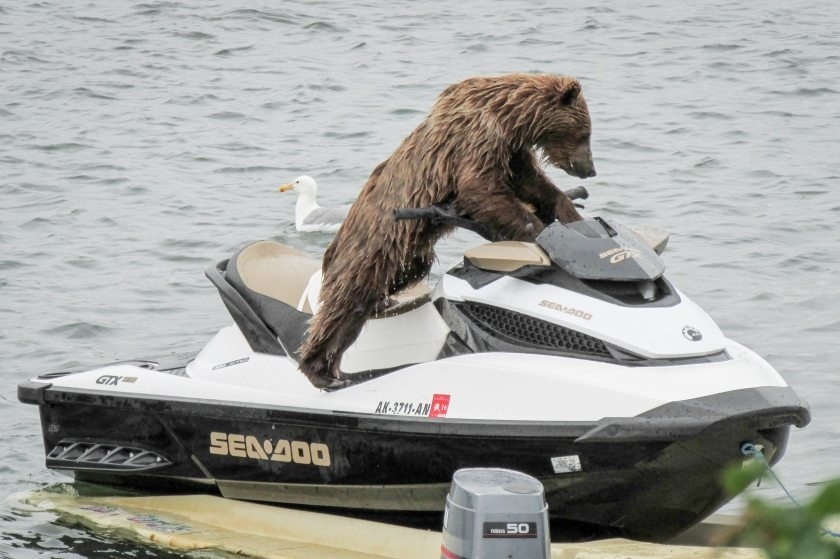 This Bear Riding On A Jet Ski Is The Most Alaska Thing Ever - BuzzFeed News
