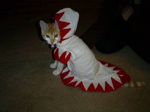 6 DIY Ways To Make Your Cat Love Video Games