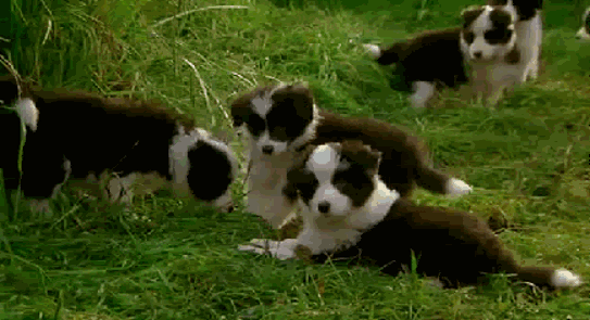 13 Signs You're An Overprotective Border Collies Parent - SonderLives