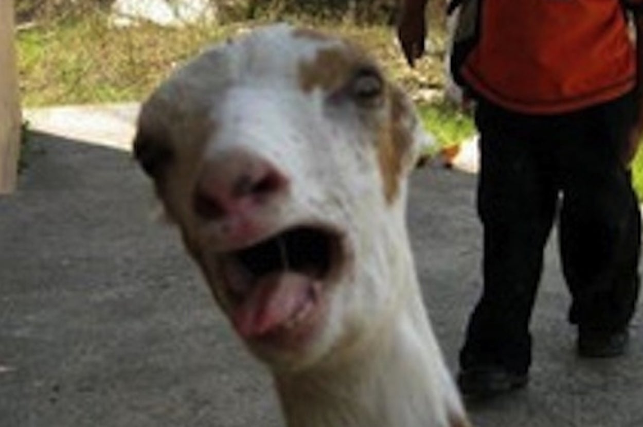 23 Goats Who Cannot Believe They're Really Goats