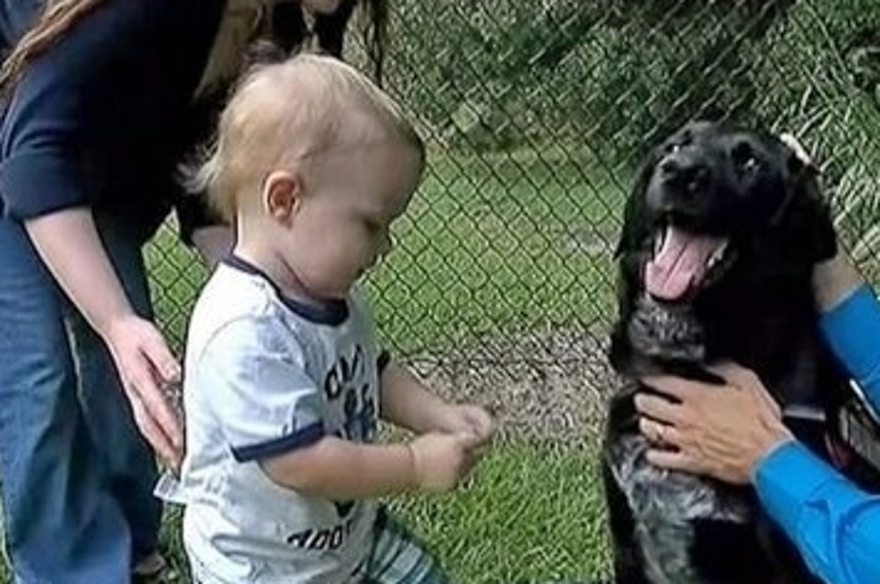 Meet The Hero Dog Who Saved A Baby From His Abusive Babysitter