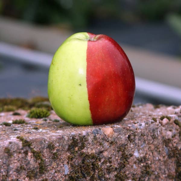 Two Color Apple