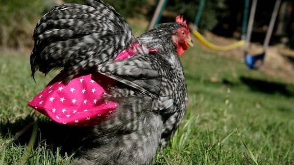 Introducing the Chicken Diaper