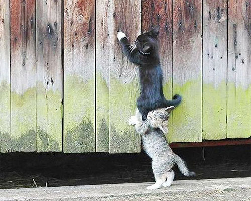 Cat Team Work - [PIC]