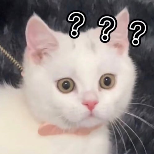 Lucas Lee on BuzzFeed