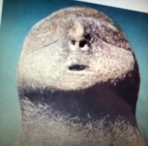 Susan Lemon on BuzzFeed