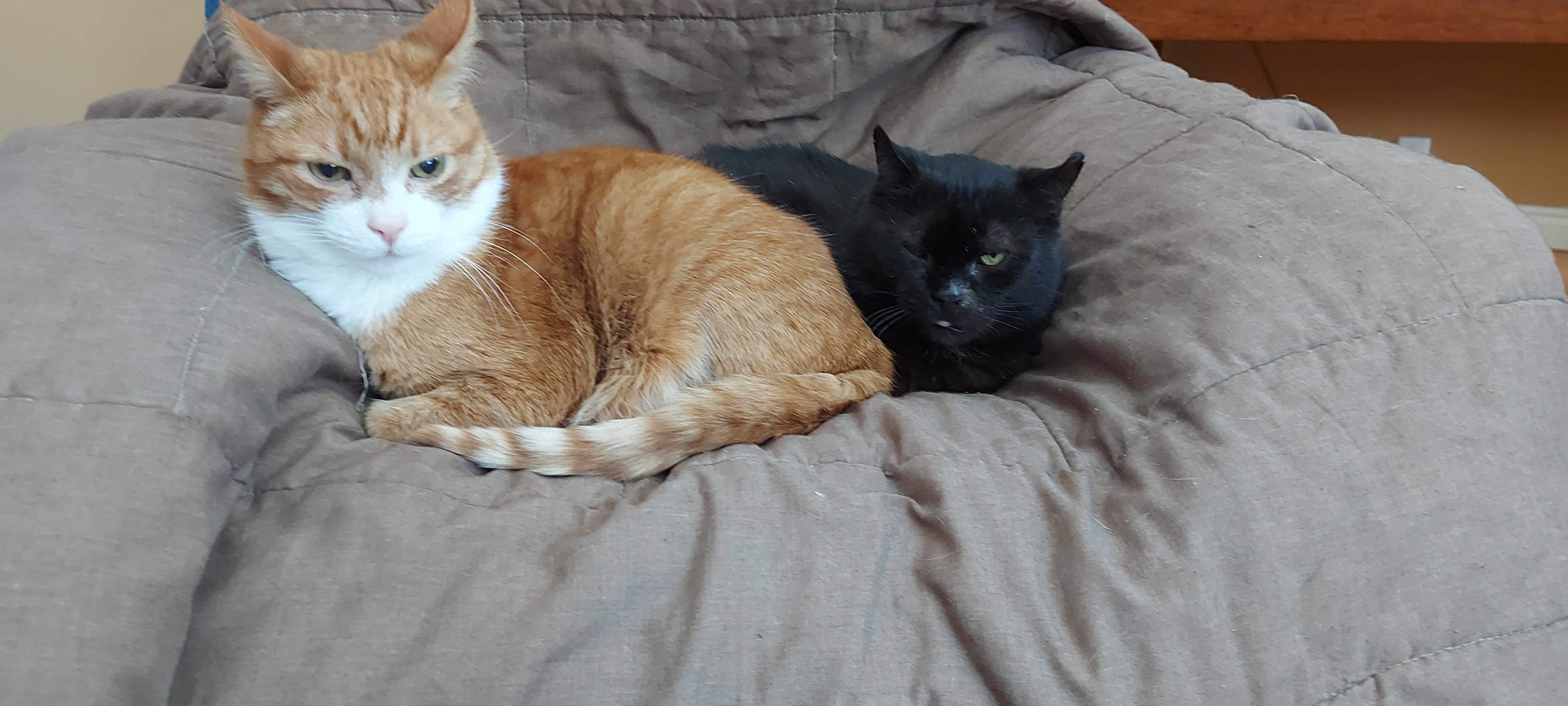 zaftig_and_kitty on BuzzFeed