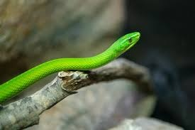 Snake Type Personality Quiz
